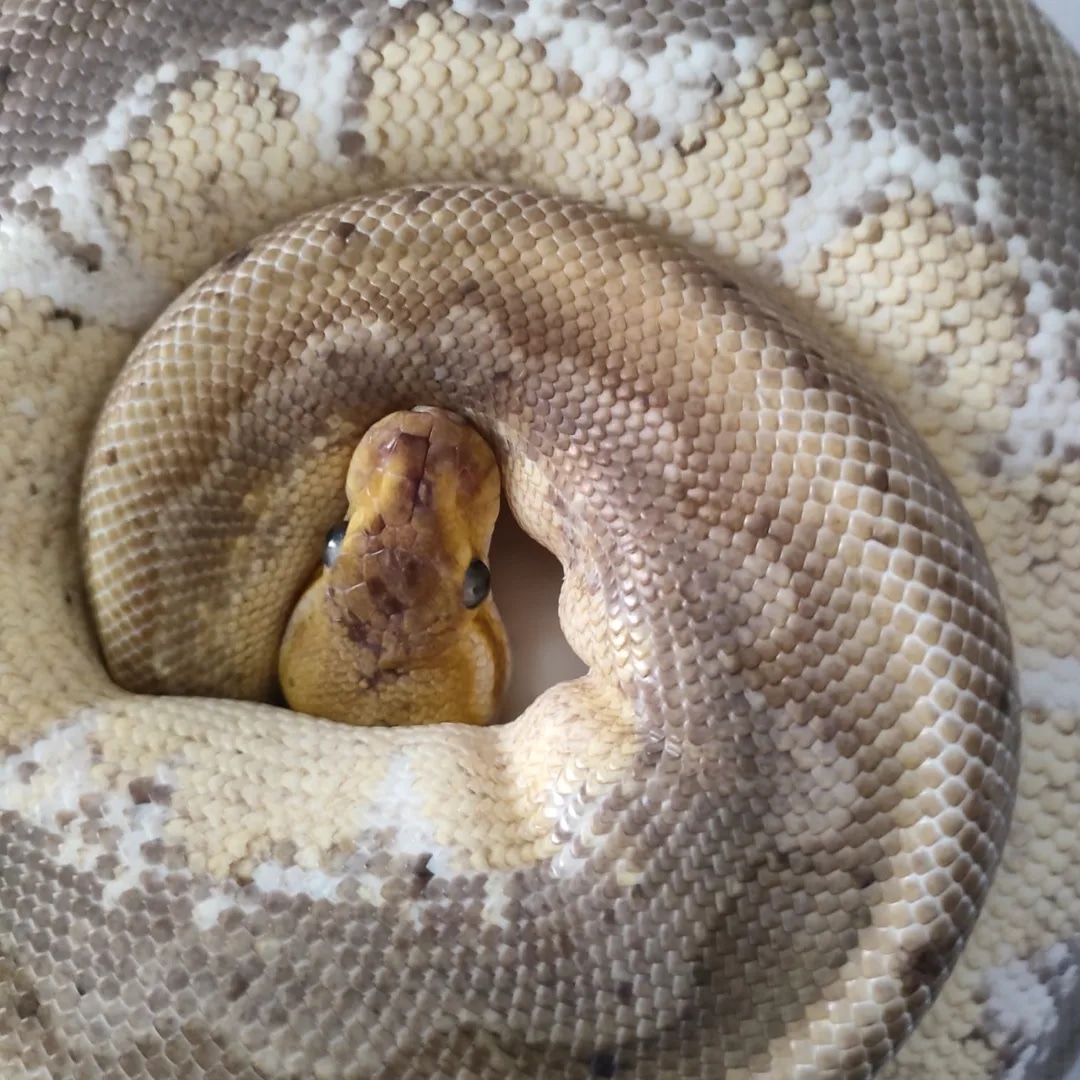 Cinnamon Bamboo Ball Python by Kings&Royals - MorphMarket
