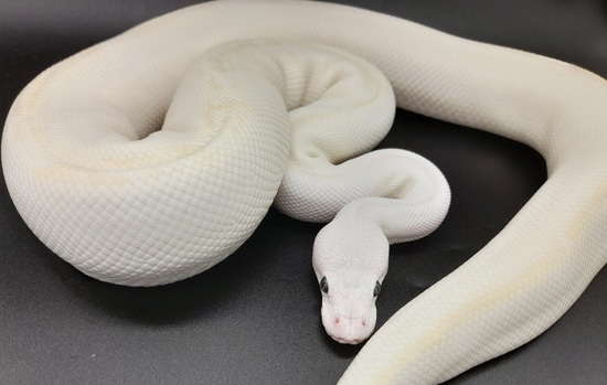 White Diamond Ball Python by Kings&Royals