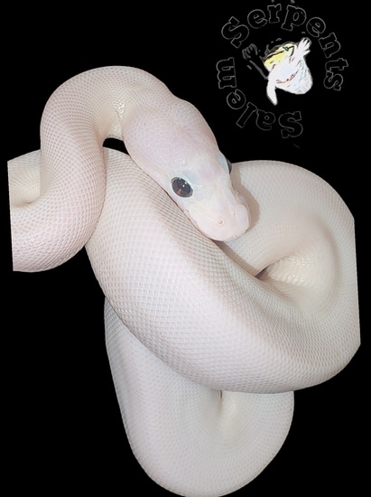 8 Ball Pied Ball Python by Salem Serpents
