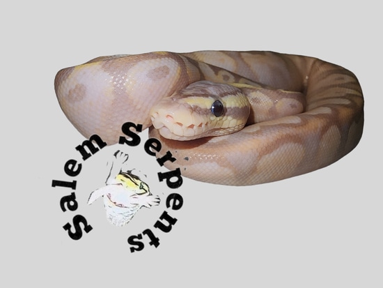 Coral Glow Pastel Calico Ball Python by Salem Serpents