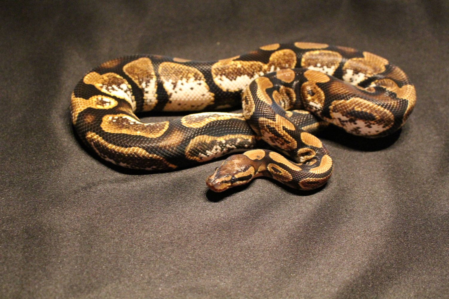 Calico Ball Python by Matzen's Morphs - MorphMarket