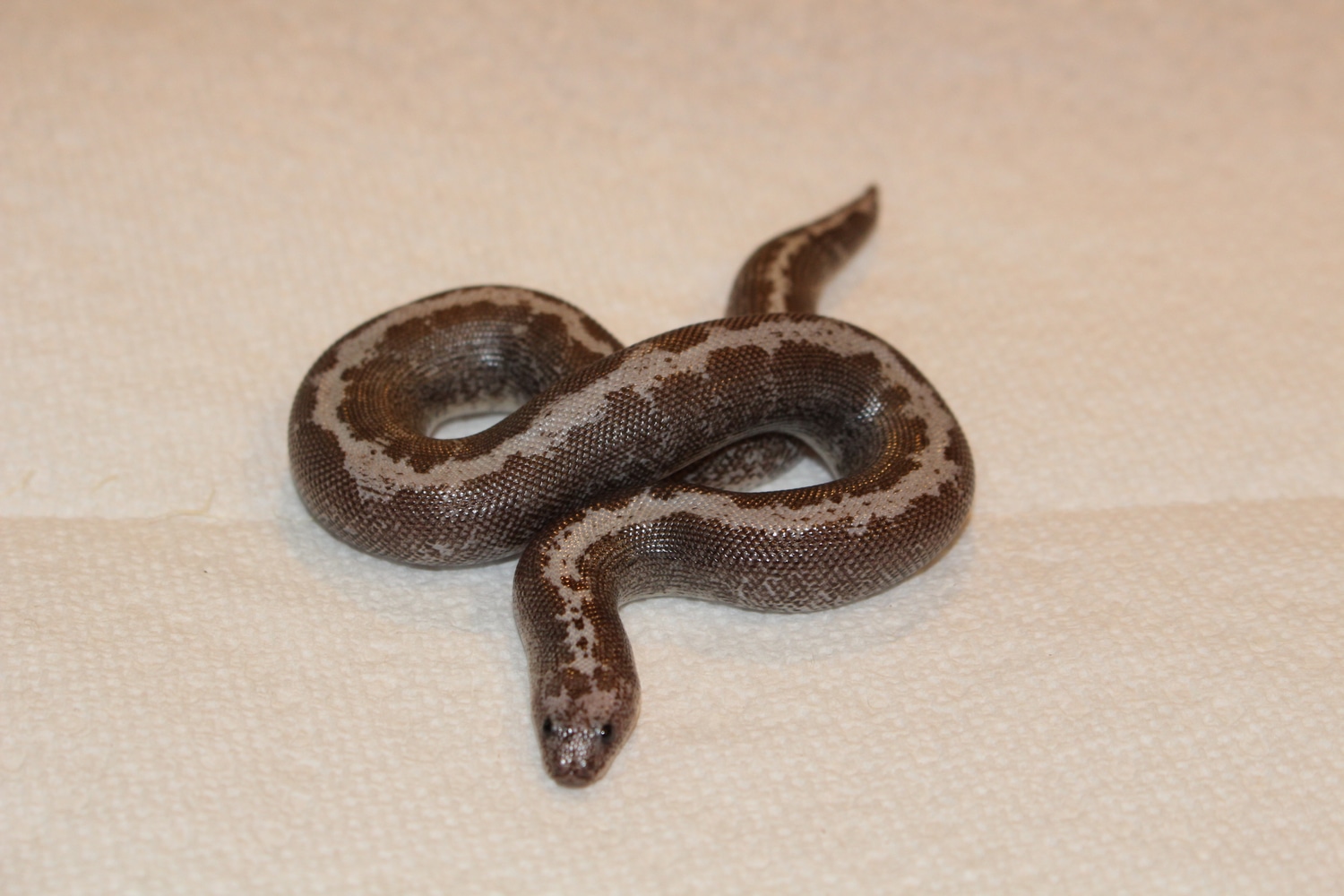 Anery Stripe Kenyan Sand Boa by Matzen's Morphs - MorphMarket