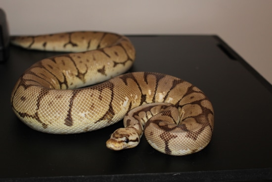 BLACK WIDOW - Black Pastel Spider Pastel Ball Python by Matzen's Morphs