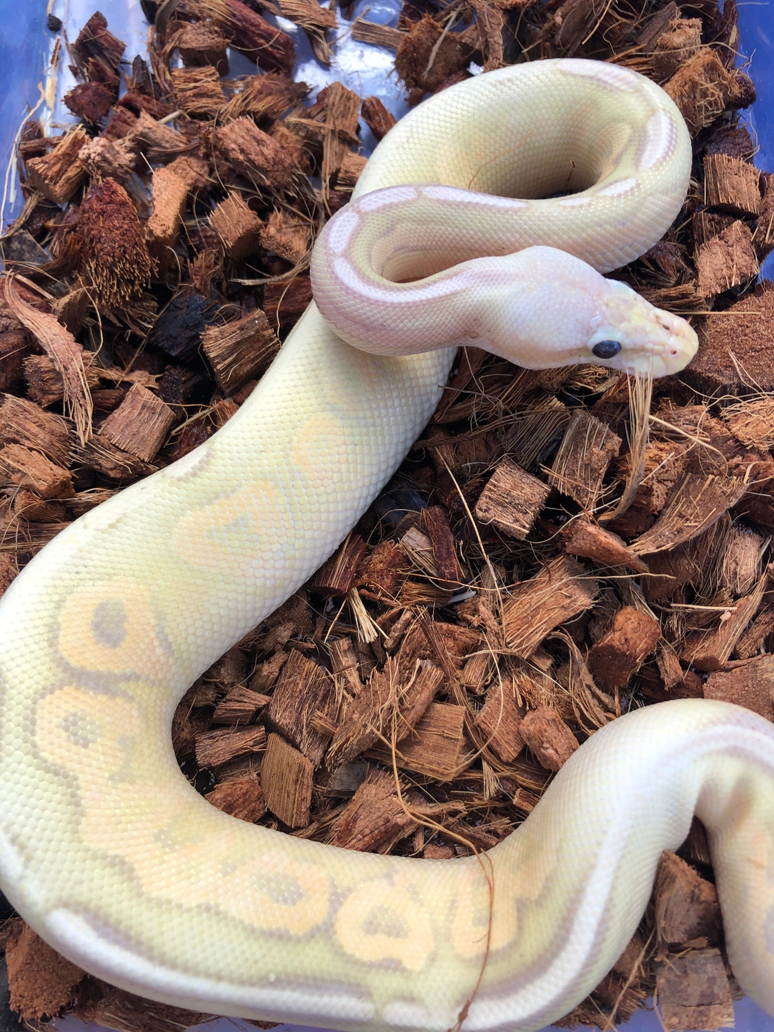 Pewter Banana Het G-Stripe Ball Python by Matzen's Morphs - MorphMarket