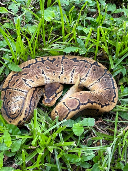 Female Pinstripe Het Pied Ball Python by Matzen's Morphs