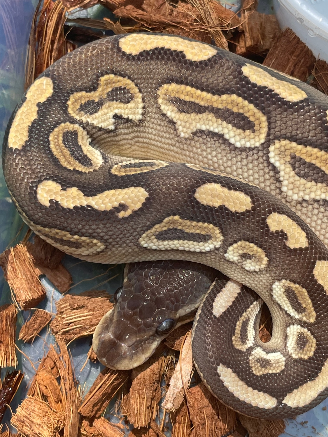 Cinnamon Mojave PH Ghost Ball Python by Matzen's Morphs - MorphMarket