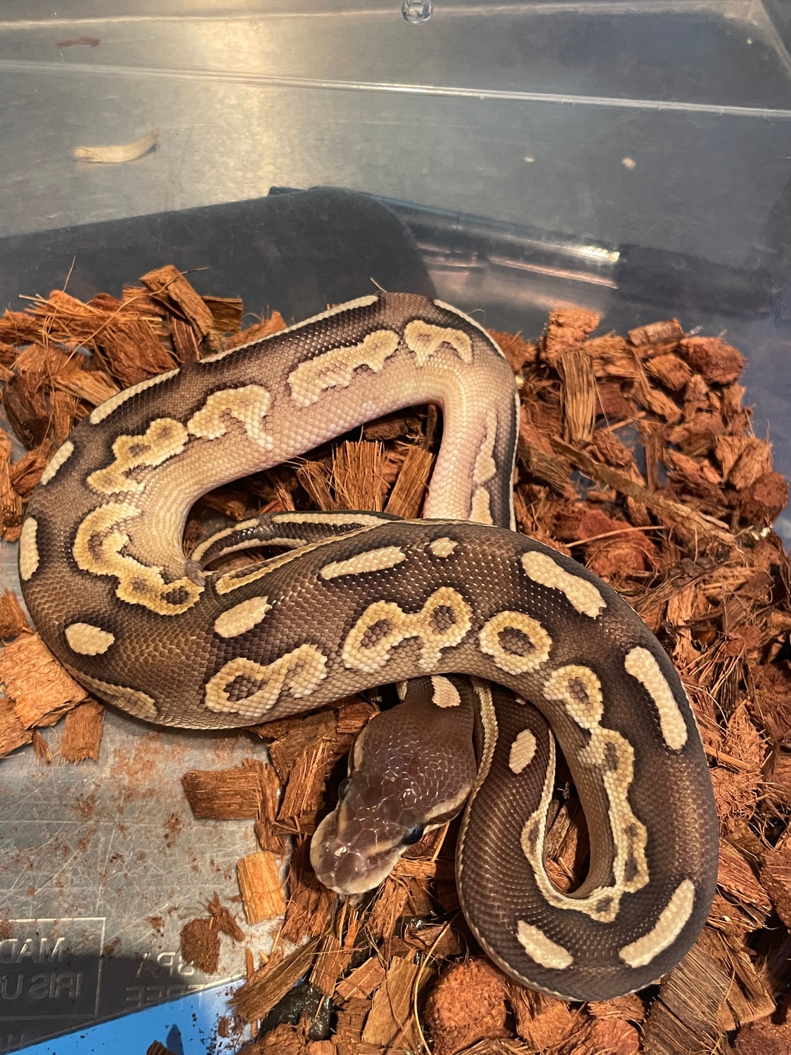 Cinnamon Mojave PH Ghost Ball Python by Matzen's Morphs - MorphMarket