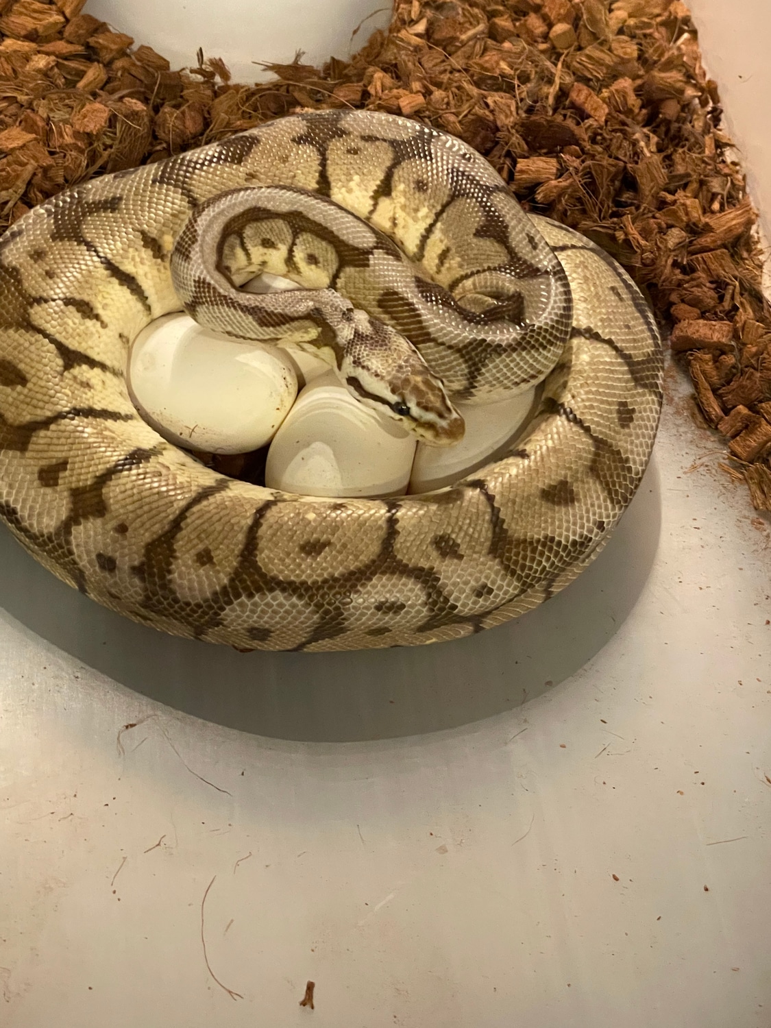 Female Proven 4 Gene Black Widow Het Ghost Ball Python by Matzen's ...