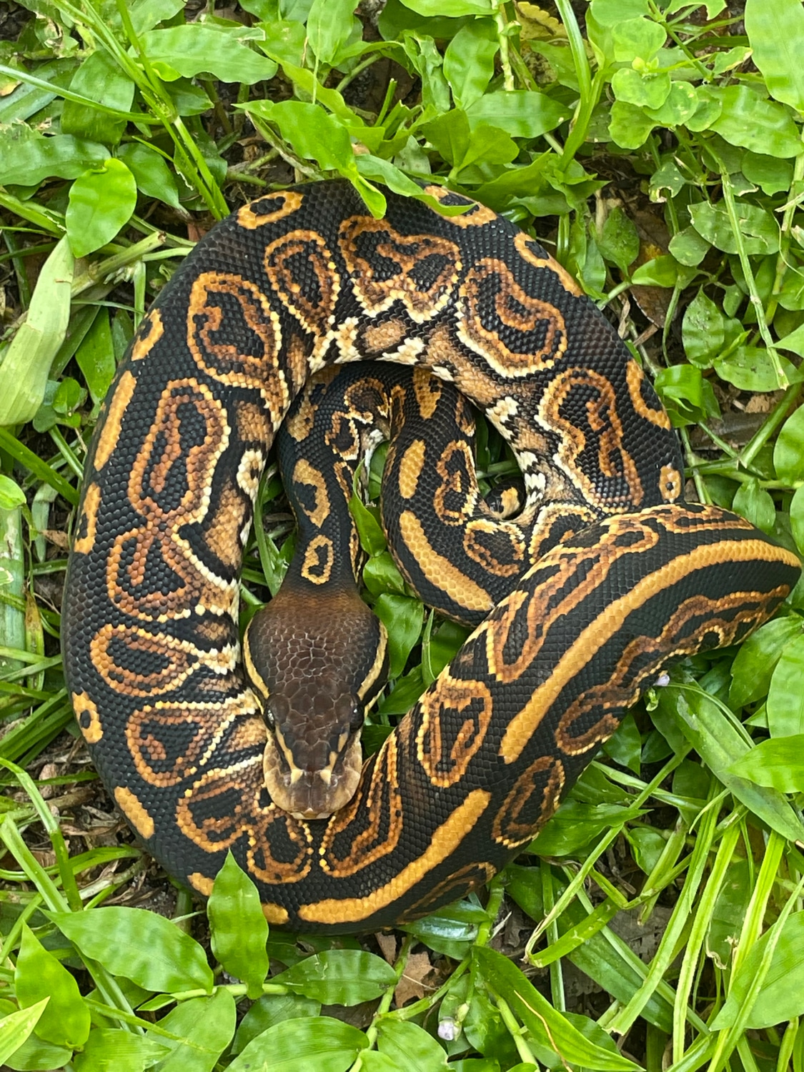 Black Pastel Trick Ball Python by Matzen's Morphs - MorphMarket