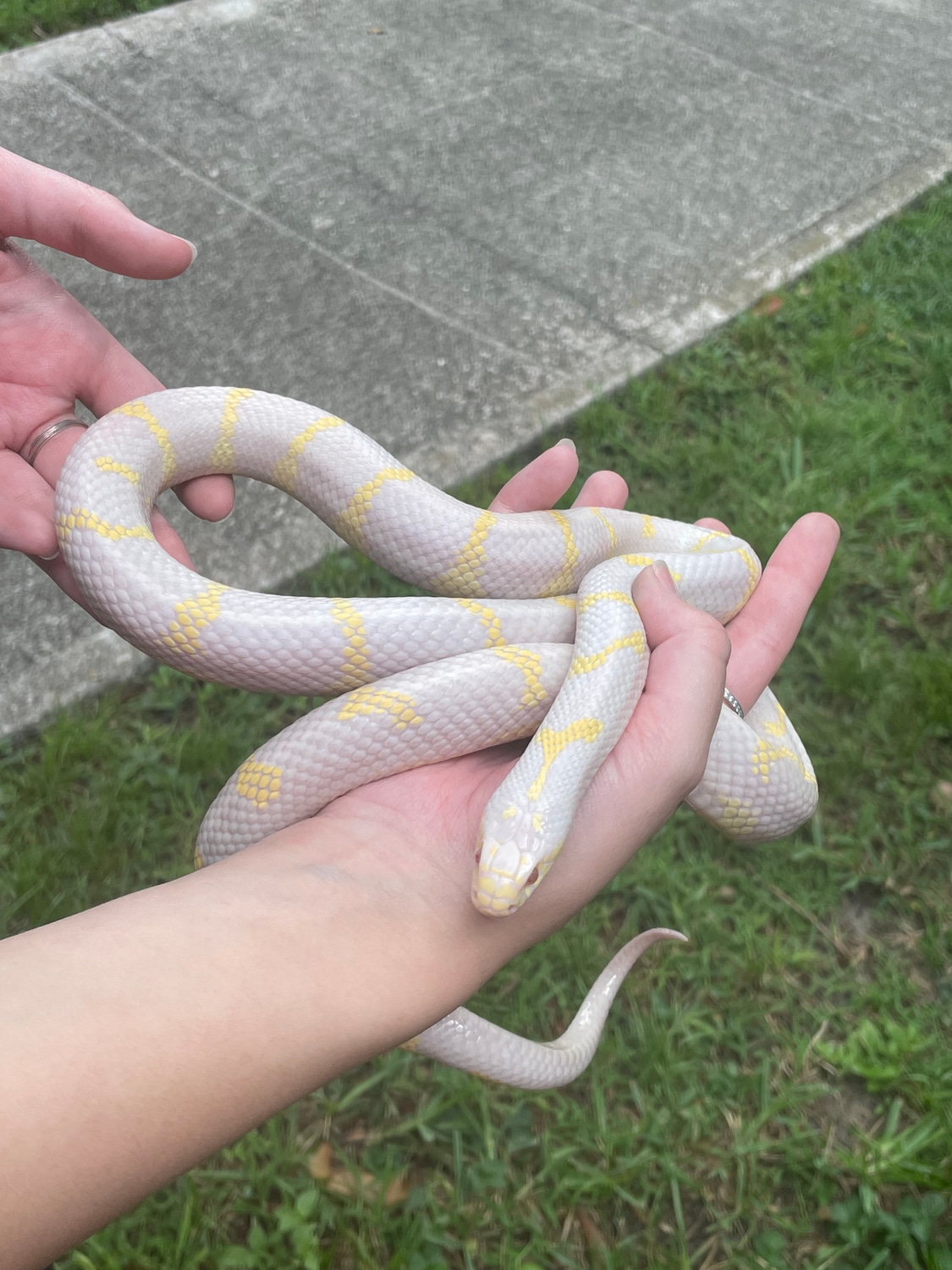 Aberrant Albino California Kingsnake by Matzen's Morphs - MorphMarket