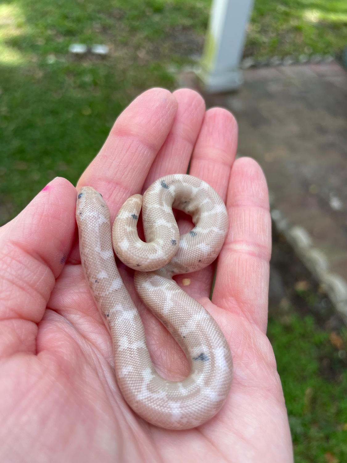Snow Paradox Kenyan Sand Boa by Matzen's Morphs - MorphMarket