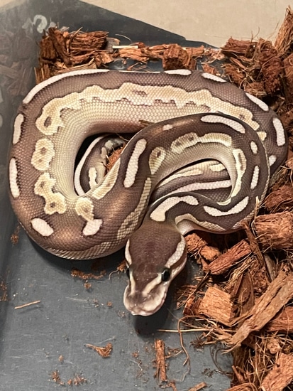 Cinnamon Lesser Ball Python by Matzen's Morphs