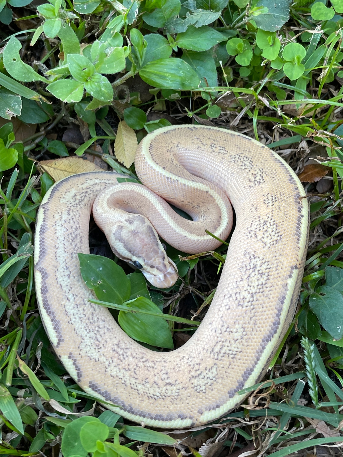 Super Spark Ball Python by Matzen's Morphs - MorphMarket