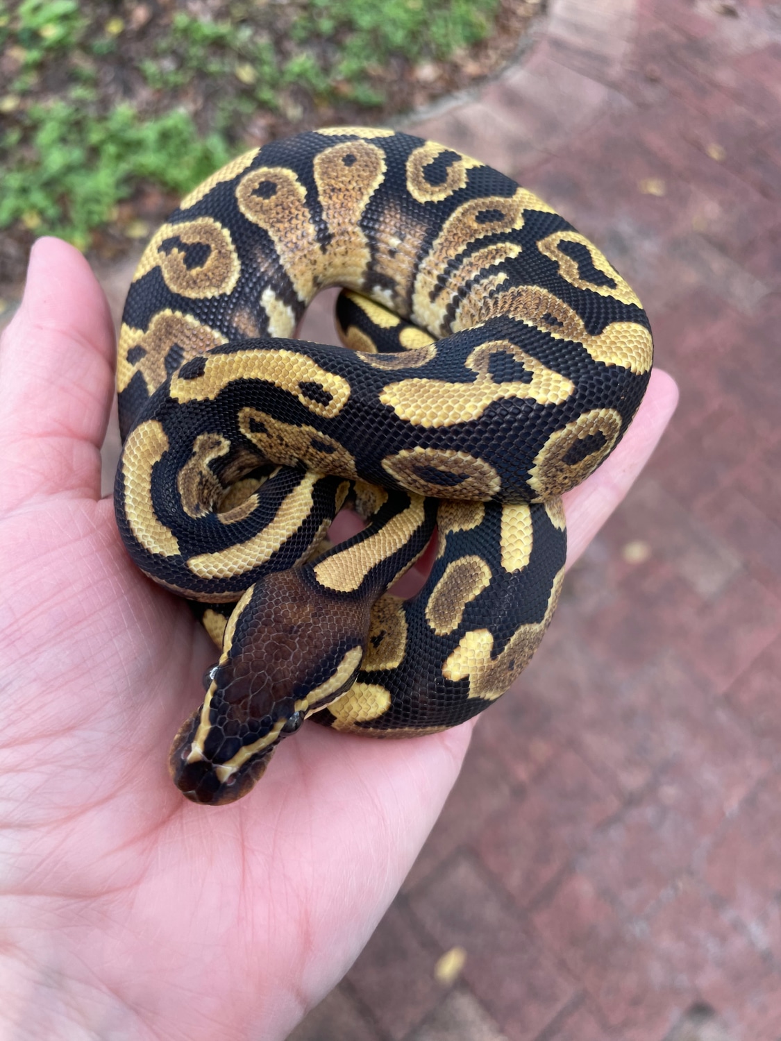 Spark Ball Python by Matzen's Morphs - MorphMarket