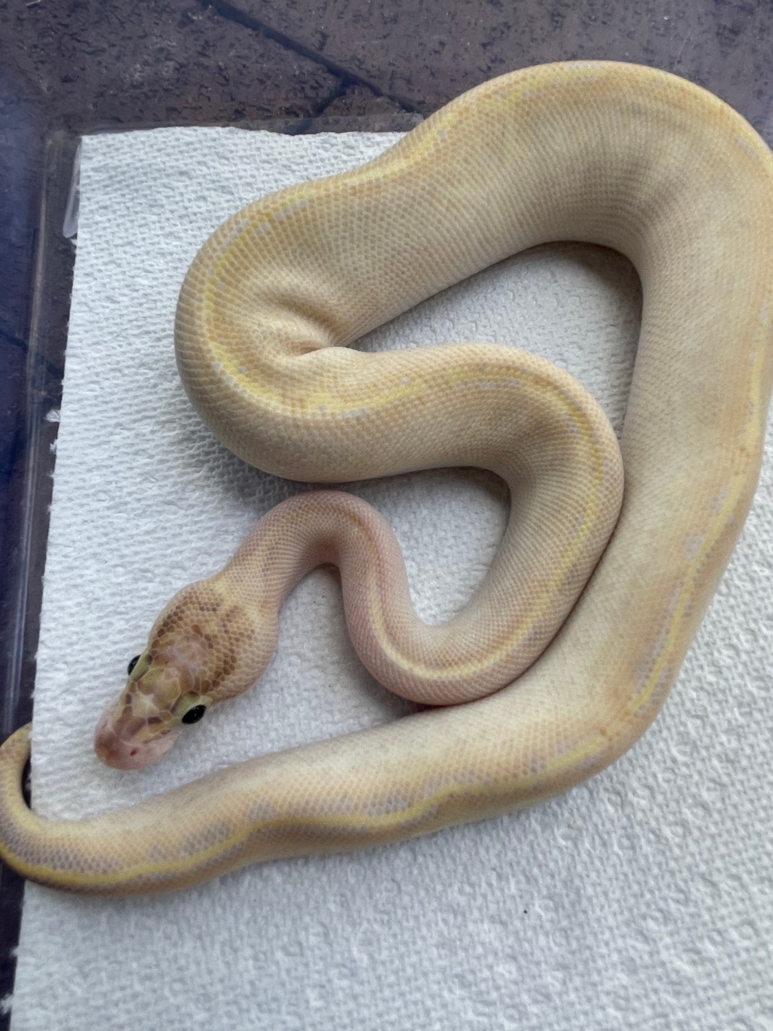 Ivory Possible Enchi Lesser Ball Python by Matzen's Morphs - MorphMarket