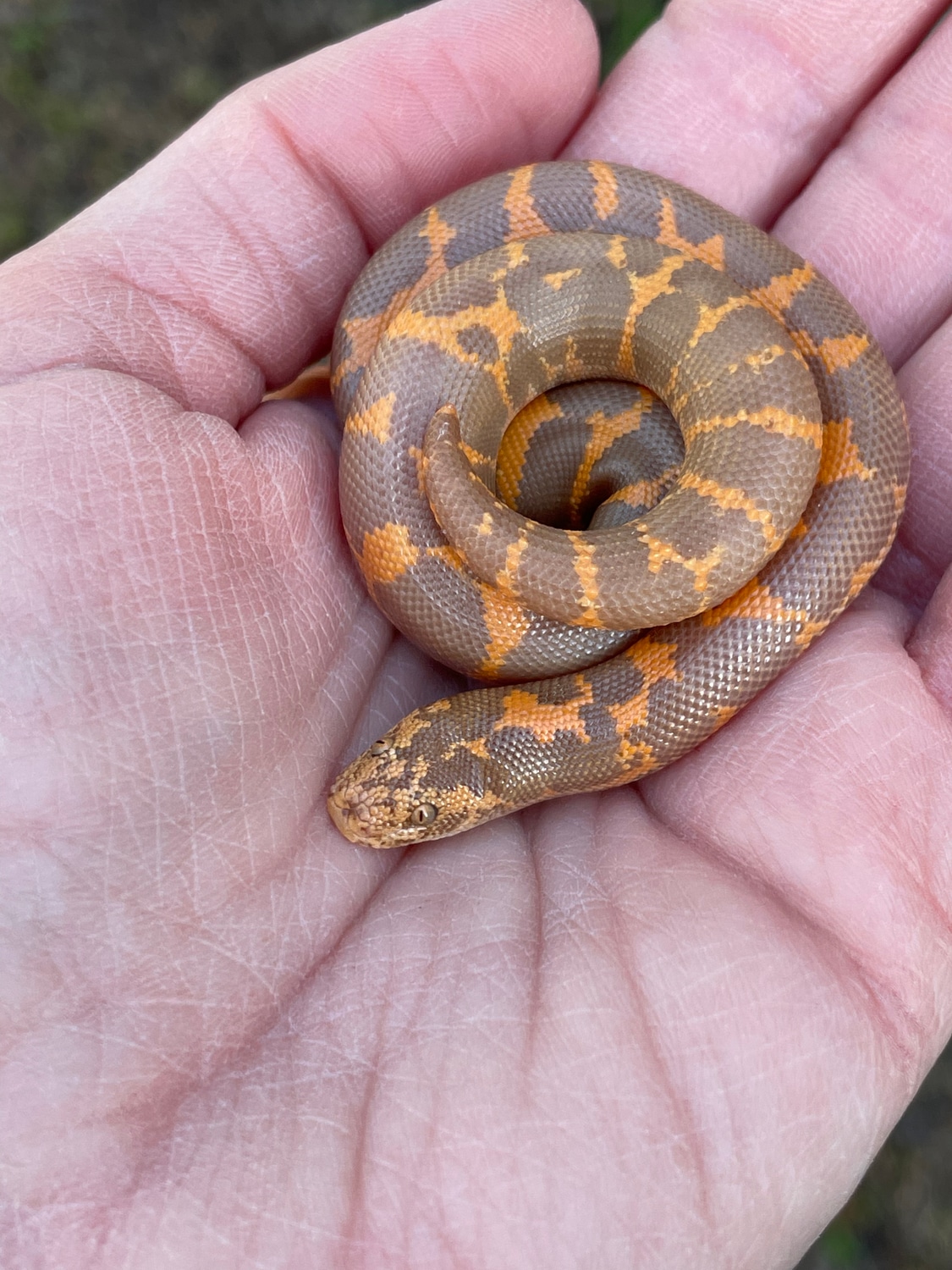 Albino Het Anery Kenyan Sand Boa by Matzen's Morphs - MorphMarket