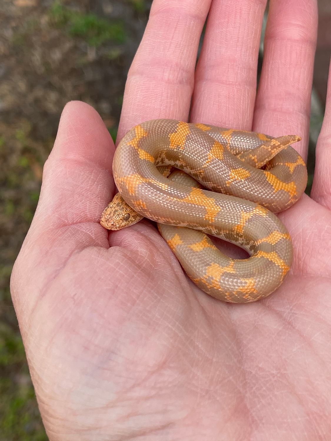 Albino Het Anery Kenyan Sand Boa by Matzen's Morphs - MorphMarket