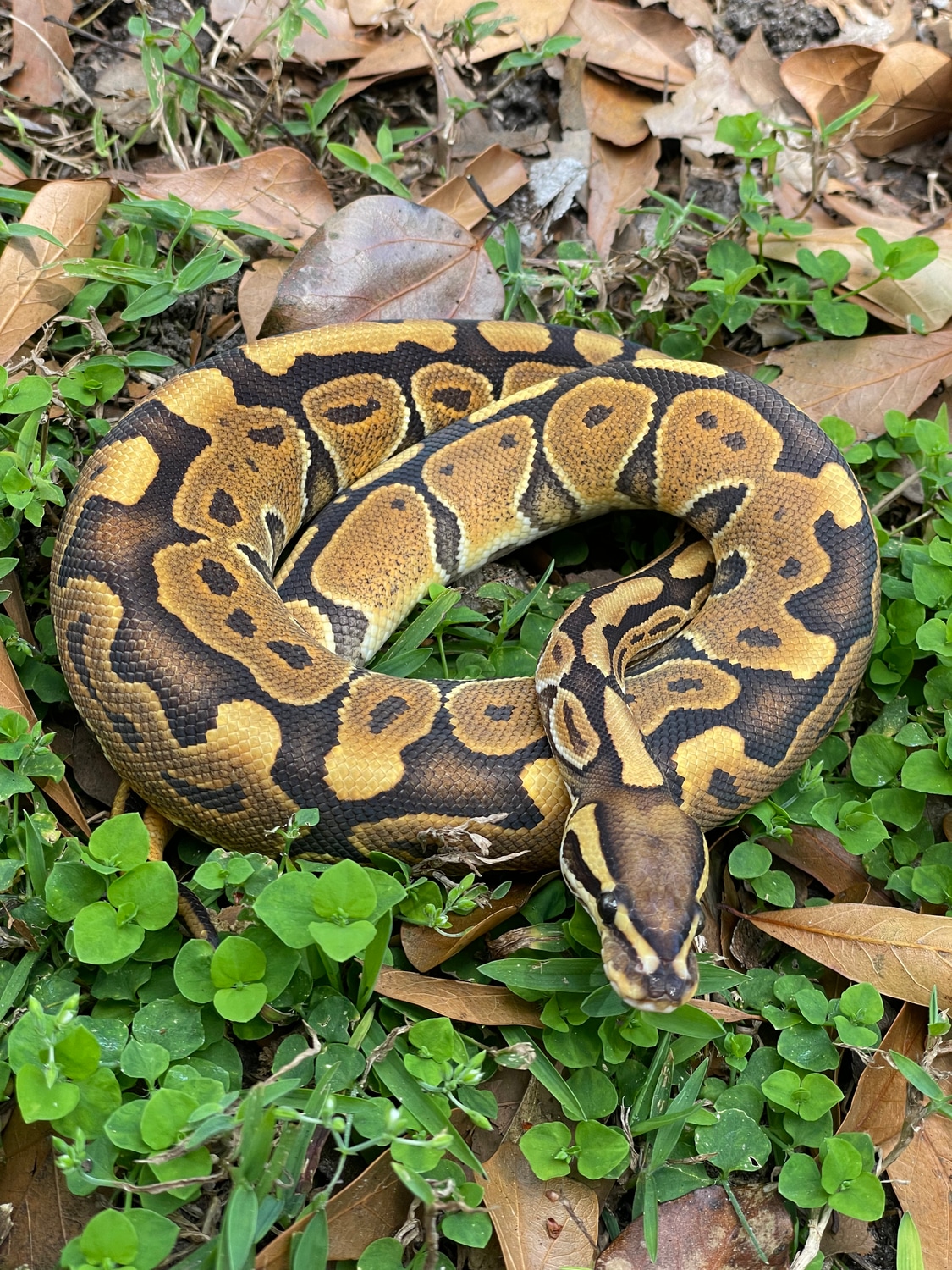 Vanilla Ball Python by Matzen's Morphs - MorphMarket