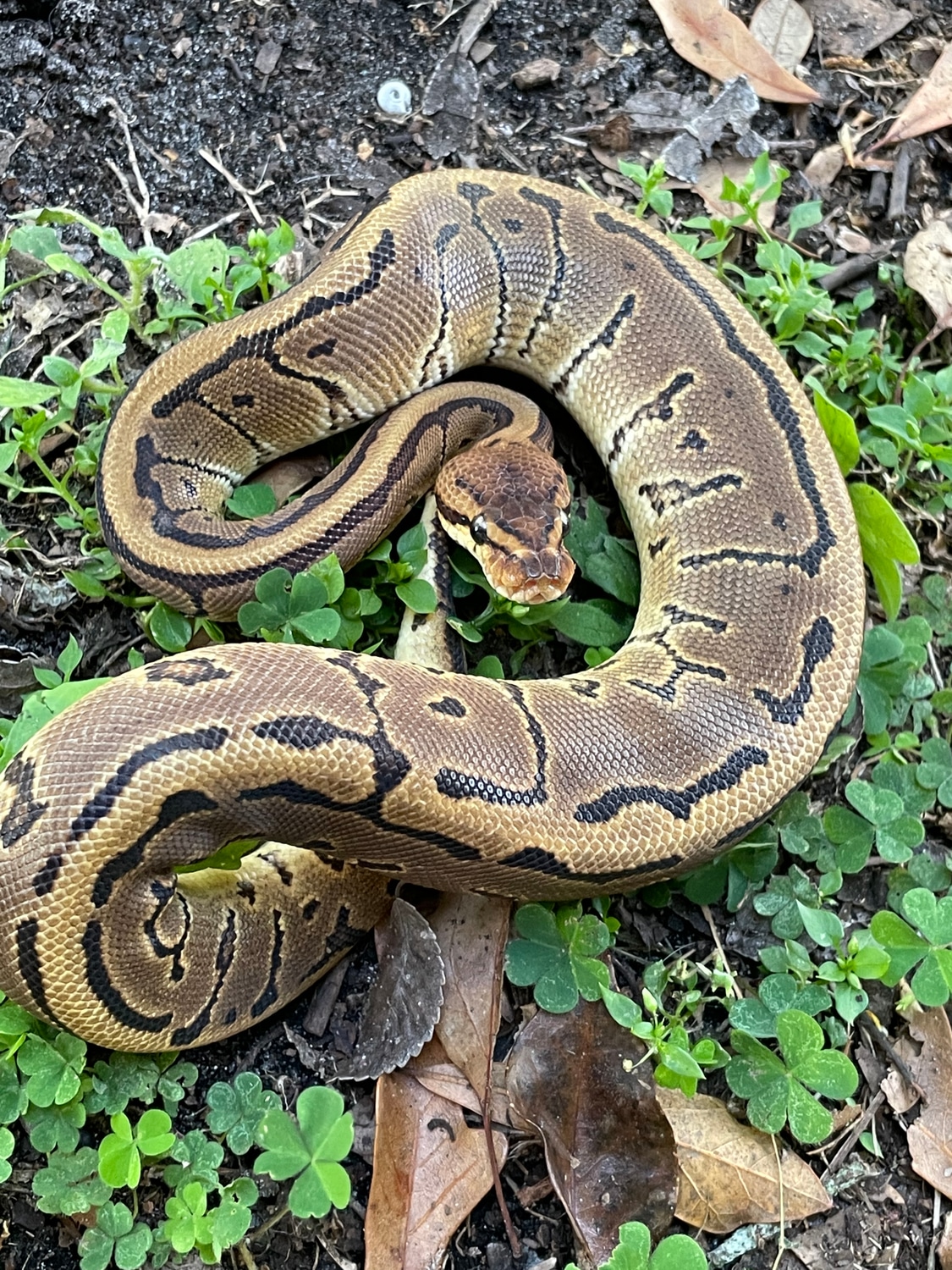 Leopard Pinstripe BOGO Ball Python by Matzen's Morphs - MorphMarket