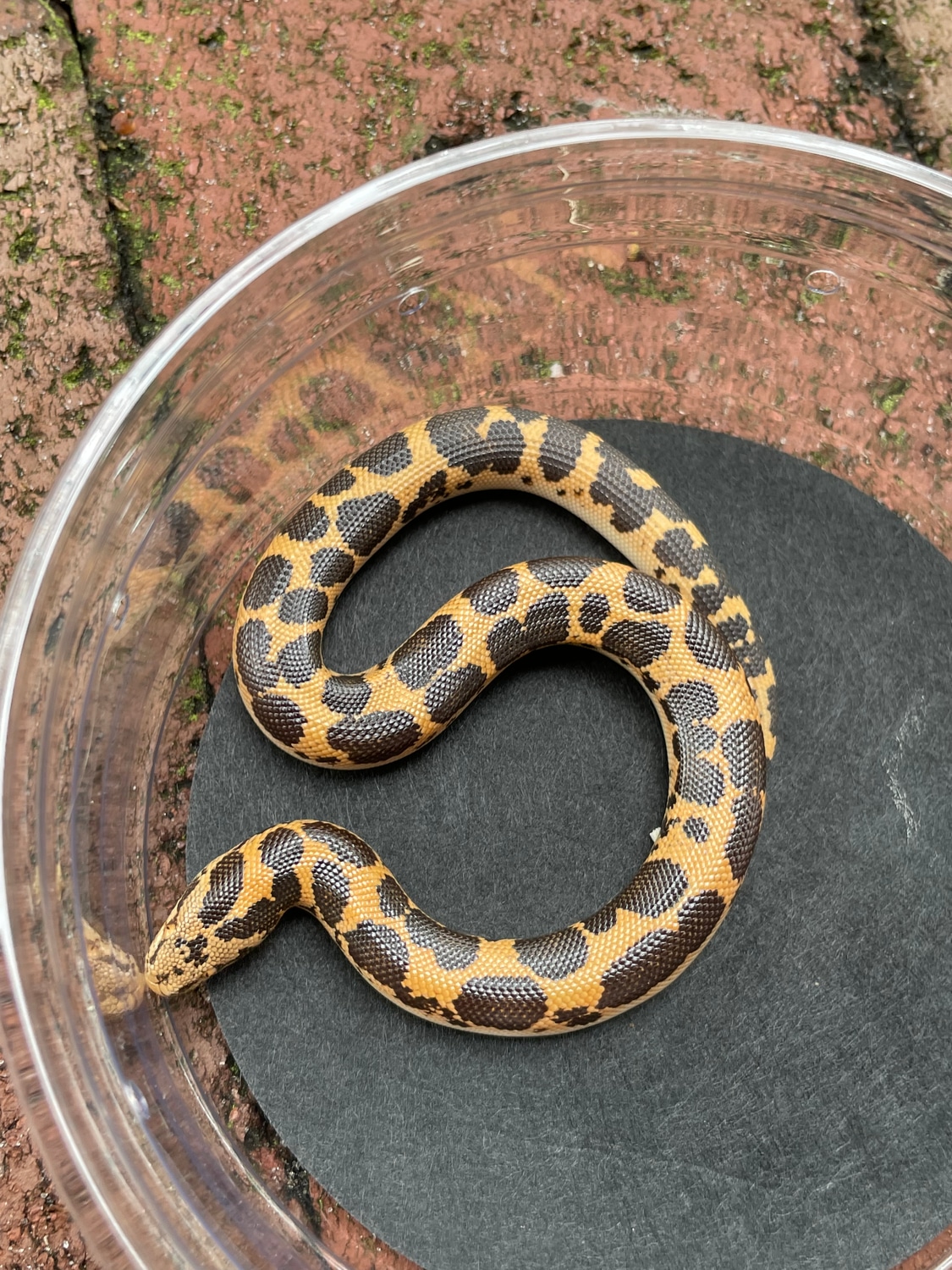 Normal Het Anery PH Albino Kenyan Sand Boa by Matzen's Morphs - MorphMarket