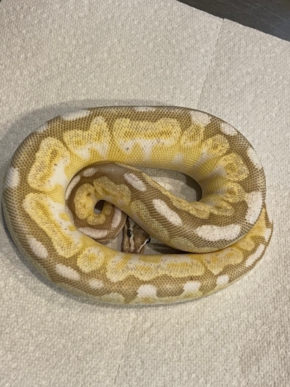 4 Genes!! Pewter Butter Spider Ball Python by Matzen's Morphs