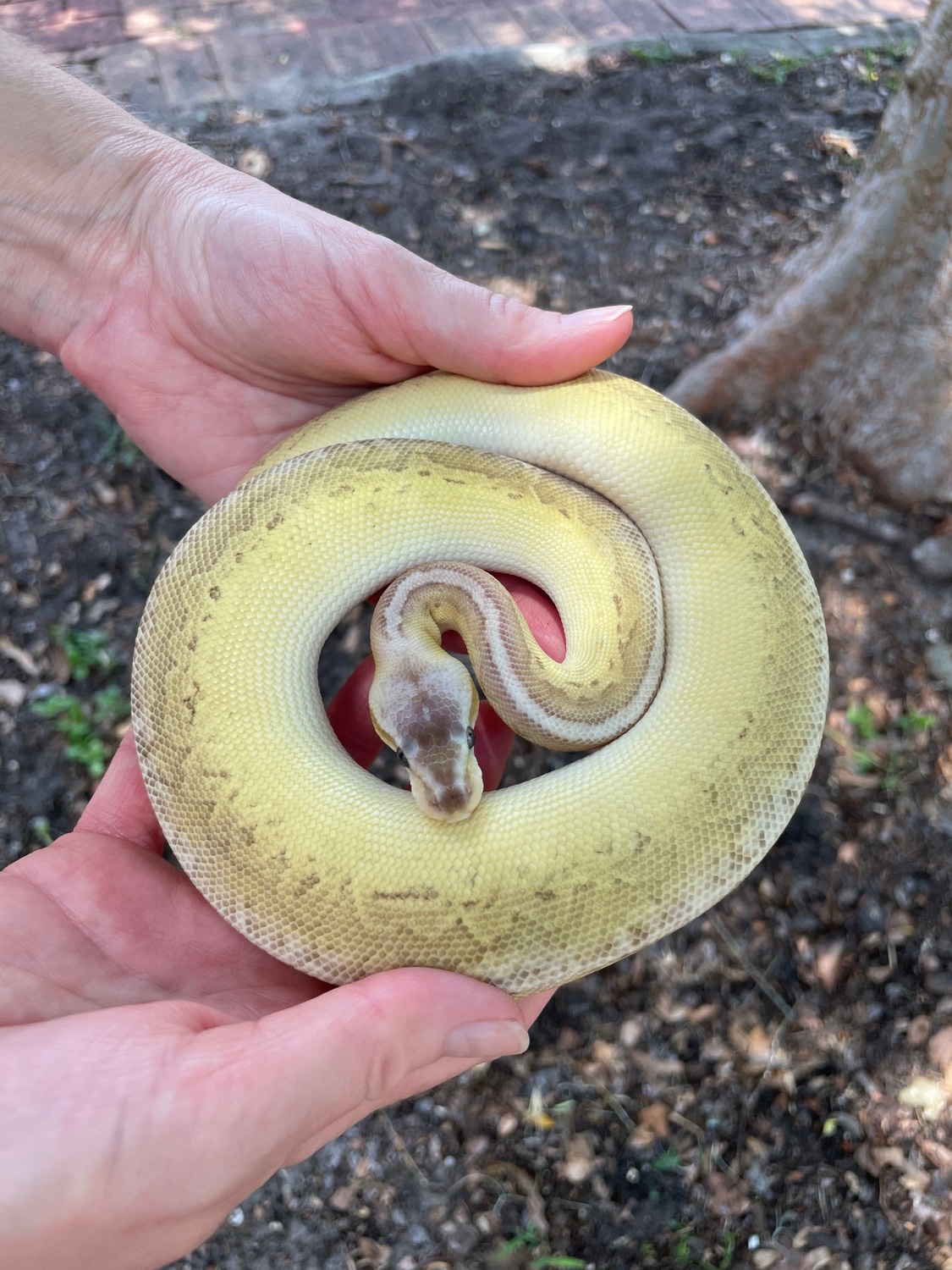 5 Gene! Pastel Black Pastel Lesser Pinstripe Het Ghost Ball Python by ...