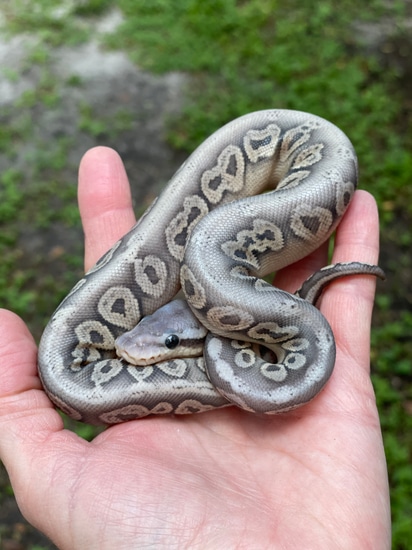 Black Pewter Ghost Ball Python by Matzen's Morphs
