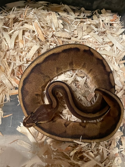 G-Stripe Ball Python by Matzen's Morphs
