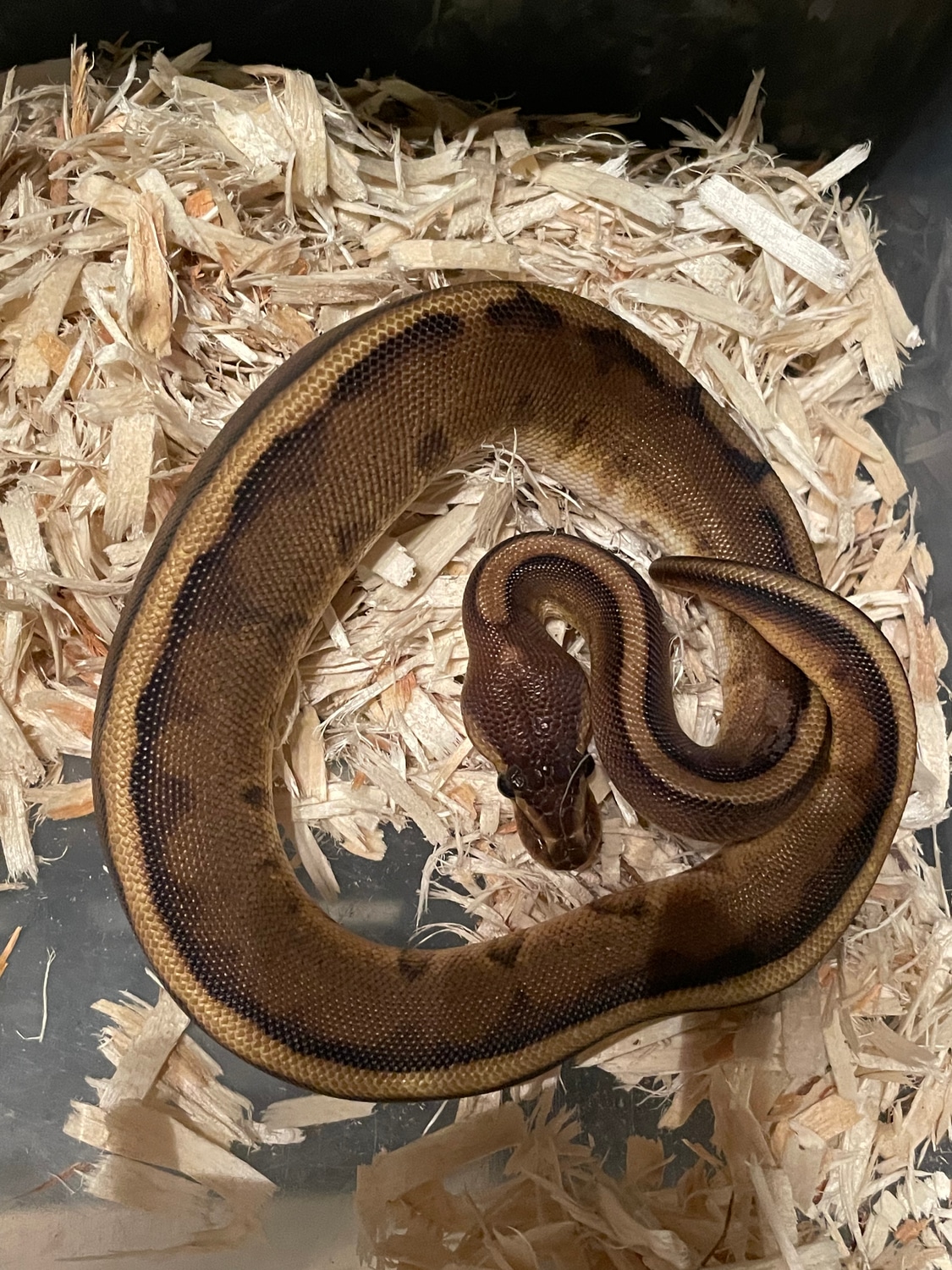 G-Stripe Ball Python by Matzen's Morphs - MorphMarket