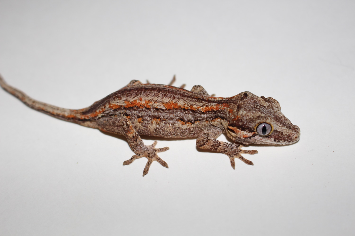 Orange Stripe Gargoyle Gecko by Matzen's Morphs - MorphMarket
