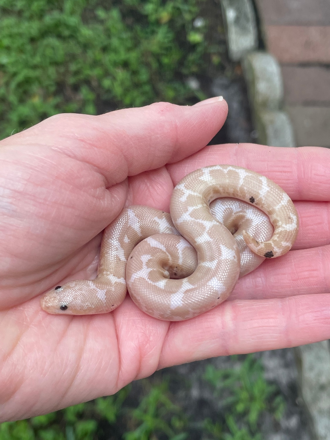 Snow Paradox Kenyan Sand Boa by Matzen's Morphs - MorphMarket