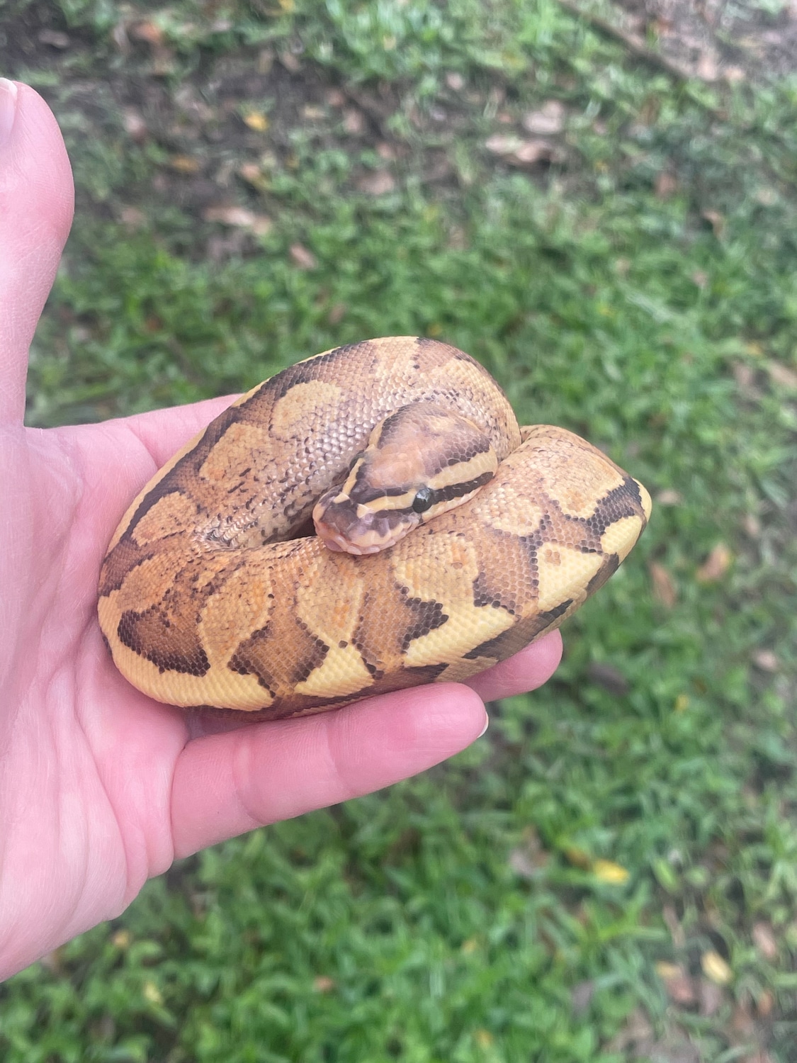 Vanilla Cream Ball Python by Matzen's Morphs - MorphMarket