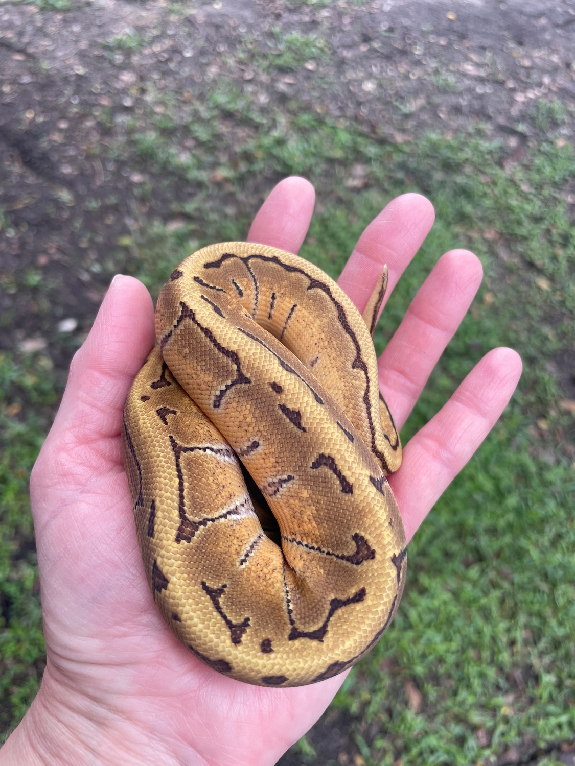 Mojave Or Mystic Pin Enchi Ball Python by Matzen's Morphs - MorphMarket