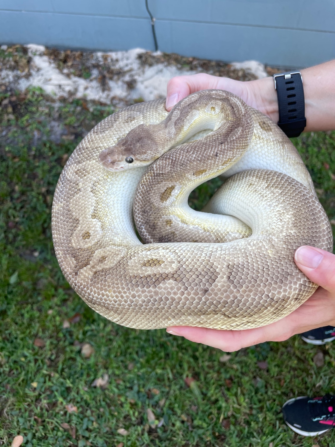 Proven Cinnamon Butter Pastel Ball Python by Matzen's Morphs - MorphMarket