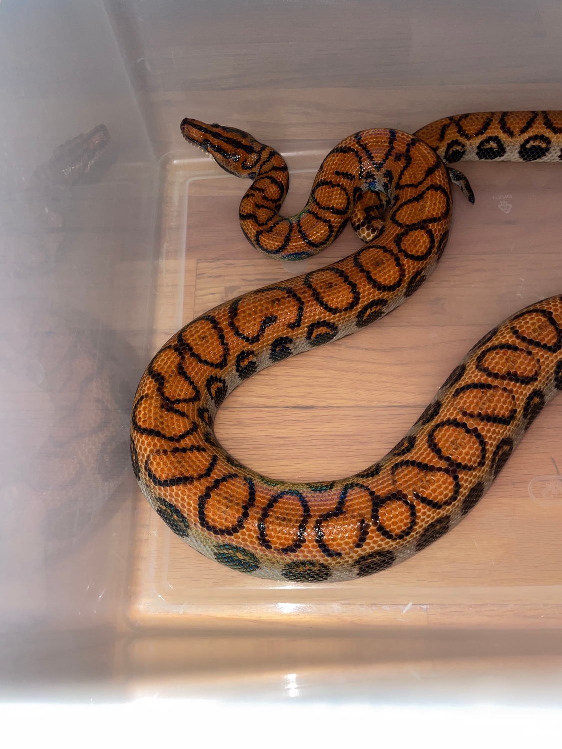 Female Adult Rainbow Boa Brazilian Rainbow Boa by Matzen's Morphs ...