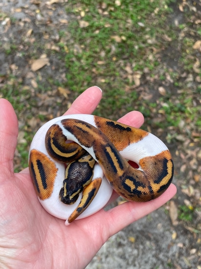 Pied Ball Python by Matzen's Morphs