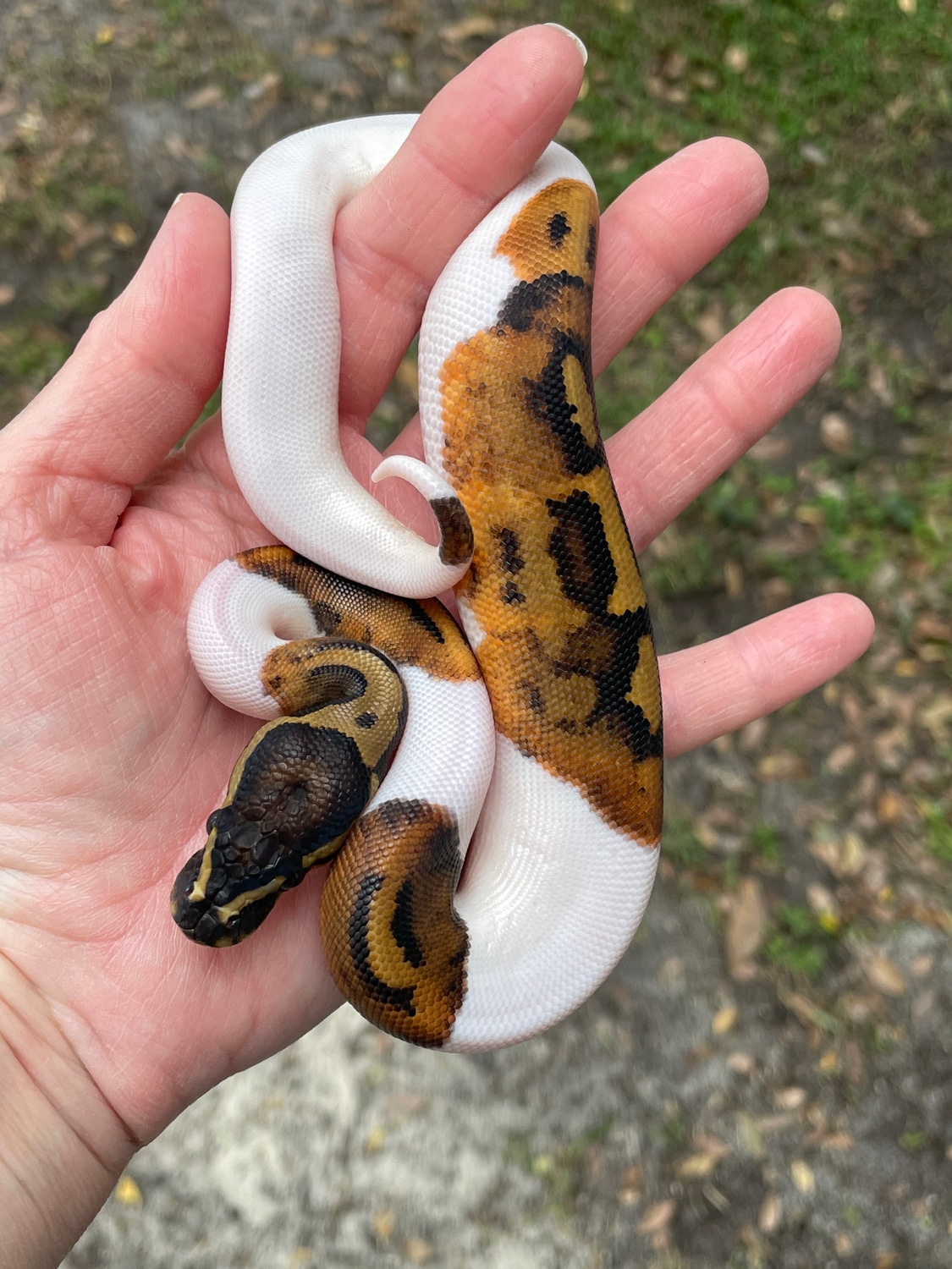 Pied Ball Python by Matzen's Morphs - MorphMarket