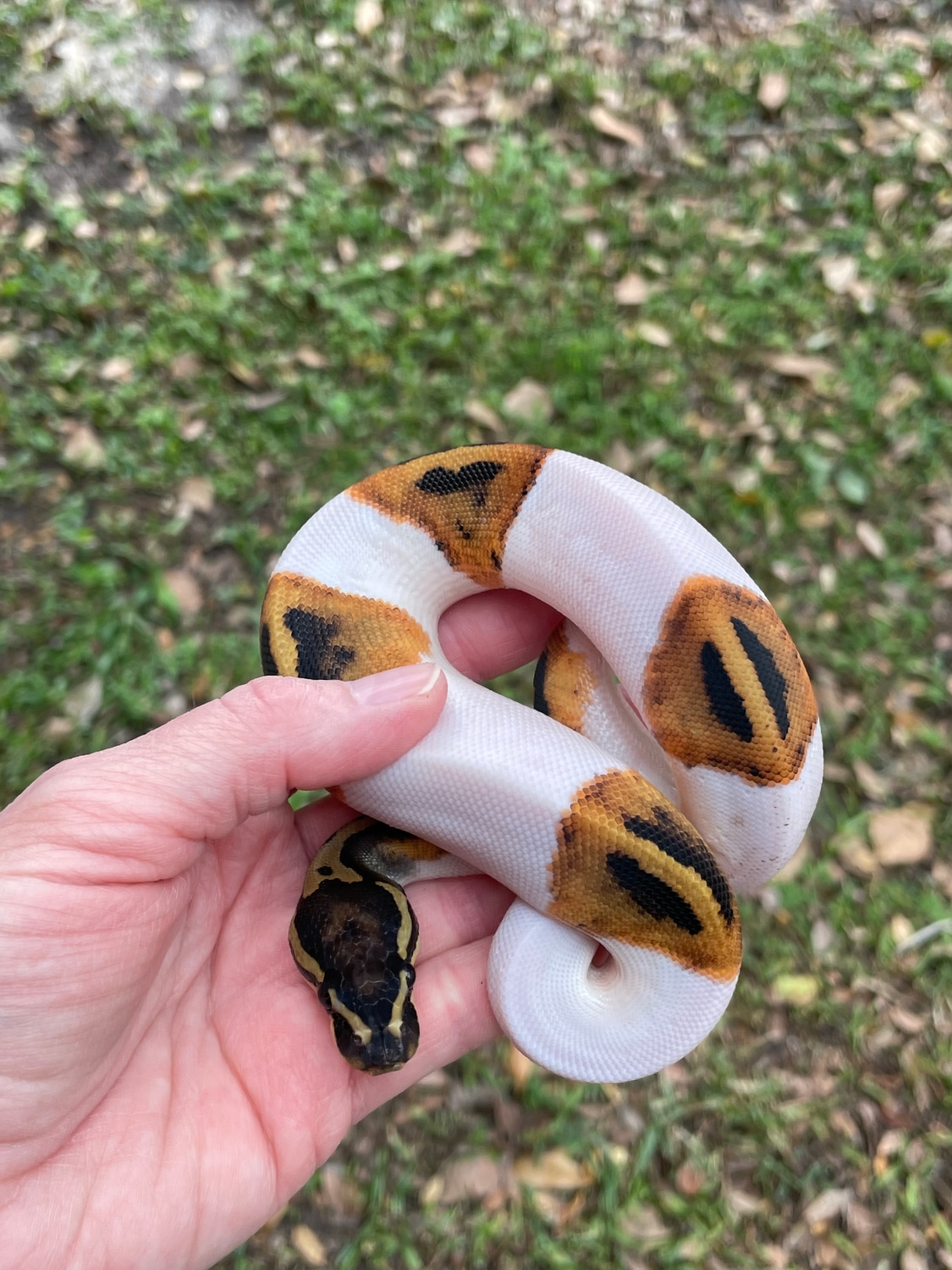 Pied Ball Python by Matzen's Morphs - MorphMarket