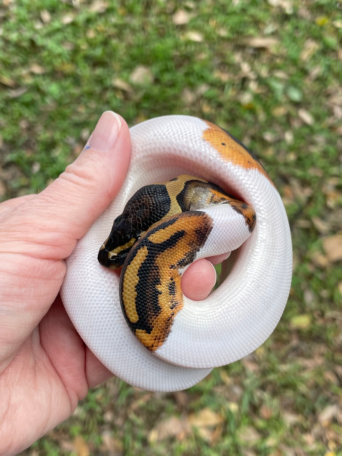 Pied Ball Python by Matzen's Morphs - MorphMarket