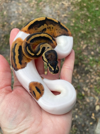 Pied Ball Python by Matzen's Morphs