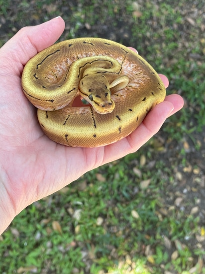 Spider Pinstripe Ball Python by Matzen's Morphs