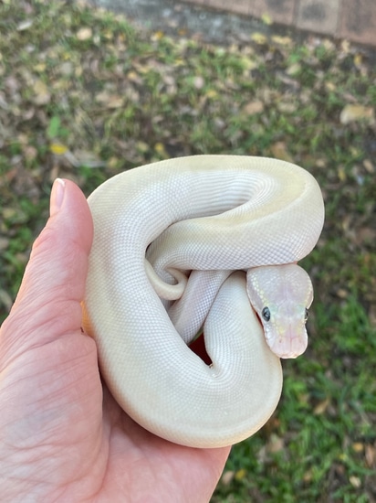 Mystic Potion Poss Enchi, Vanilla, Pastel, Pinstripe Ball Python by ...
