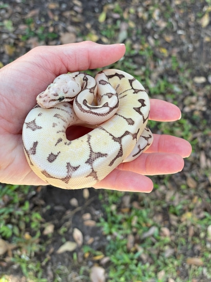 Fire Pastel Spider Mojave Ball Python by Matzen's Morphs