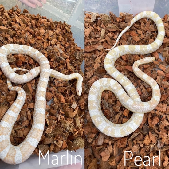 1.1 Proven Snow Pair Corn Snake by Matzen's Morphs
