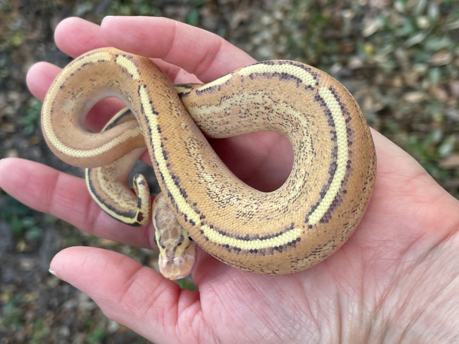 Super Spark Or Puma Ball Python by Matzen's Morphs - MorphMarket