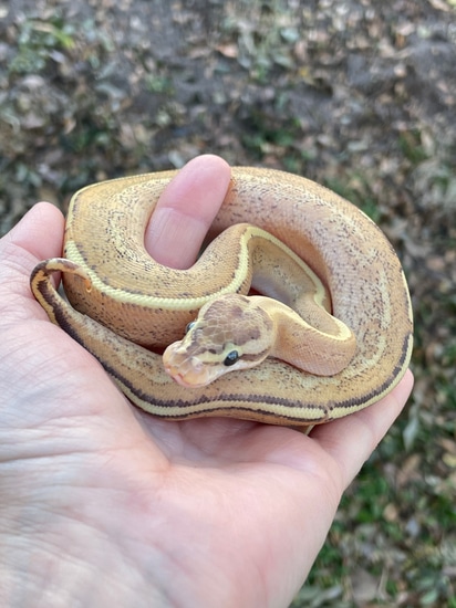 Super Spark Or Puma Ball Python by Matzen's Morphs