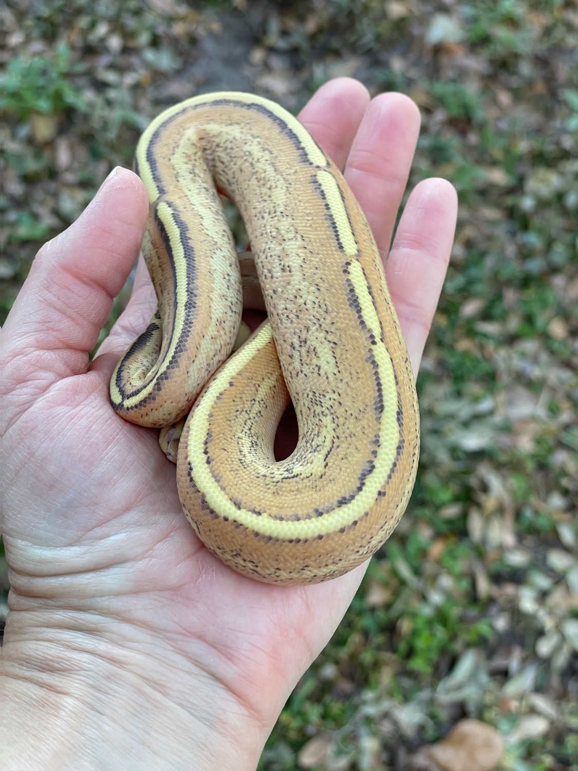 Super Spark Or Puma Ball Python by Matzen's Morphs - MorphMarket