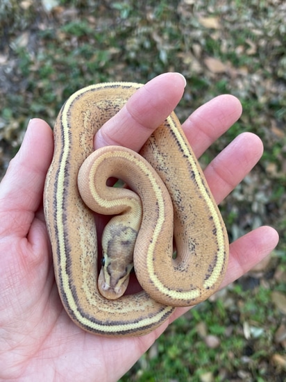 Super Spark Or Puma Ball Python by Matzen's Morphs