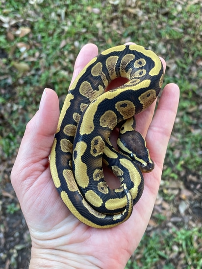 2022 Yellowbelly/Spark Ball Python by Matzen's Morphs