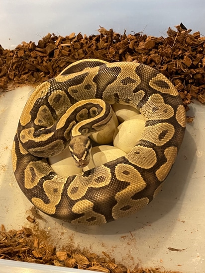 Proven Female Fire Ball Python by Matzen's Morphs